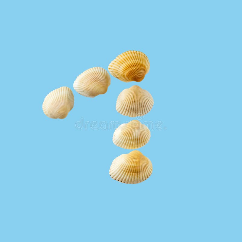 The Sun from Sea Shells Isolated on Gentle Blue Background Stock Image ...