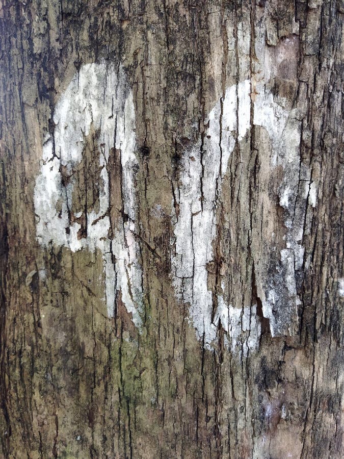 The Number 40 is Painted White on the Surface of the Bark of a Large ...