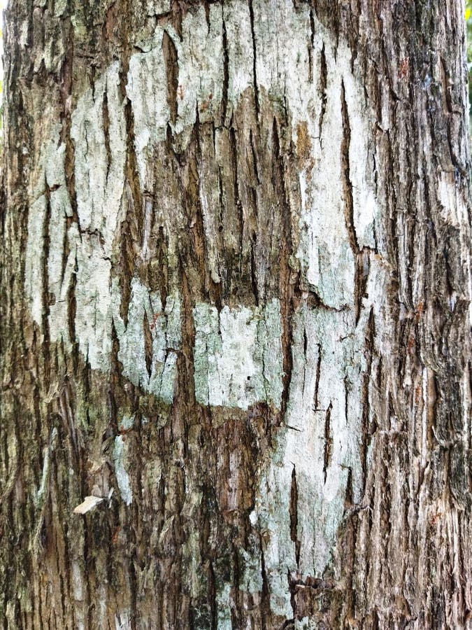 The Number 9 is Painted White on the Surface of the Bark of a Large ...
