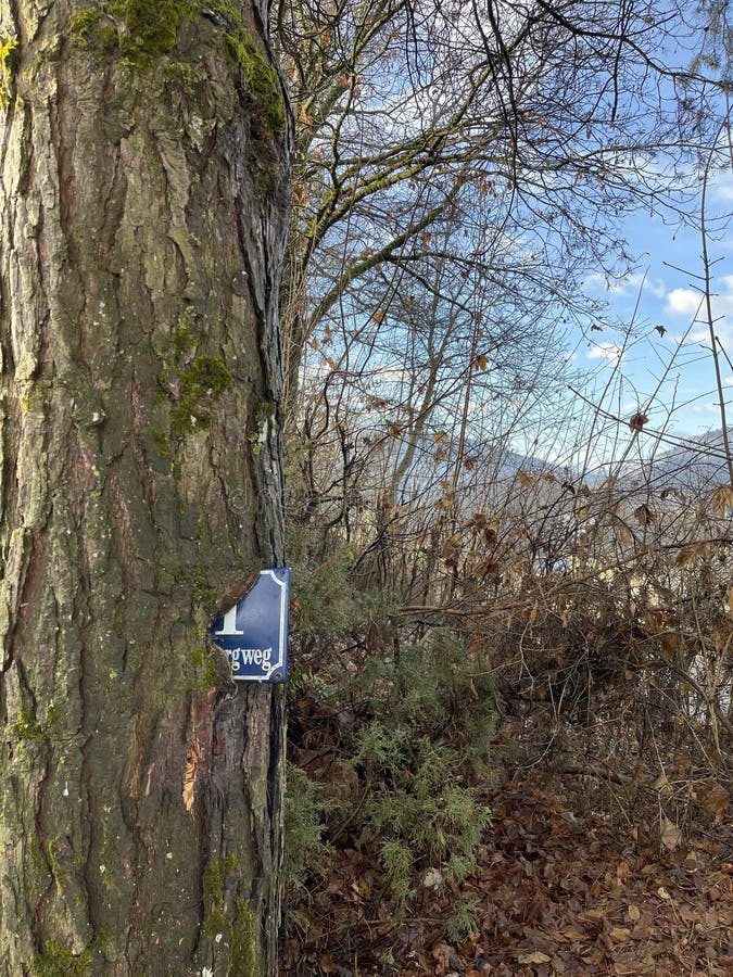 Tree eating sign stock photo. Image of winter, branch - 266068128