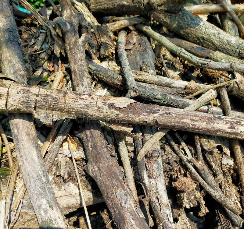 A Number of Rotten Wood Branches Stock Image - Image of green, herb ...