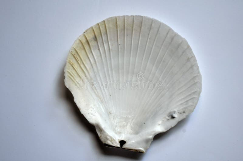 Shell. stock image. Image of conchology, decorate, shells - 106501361