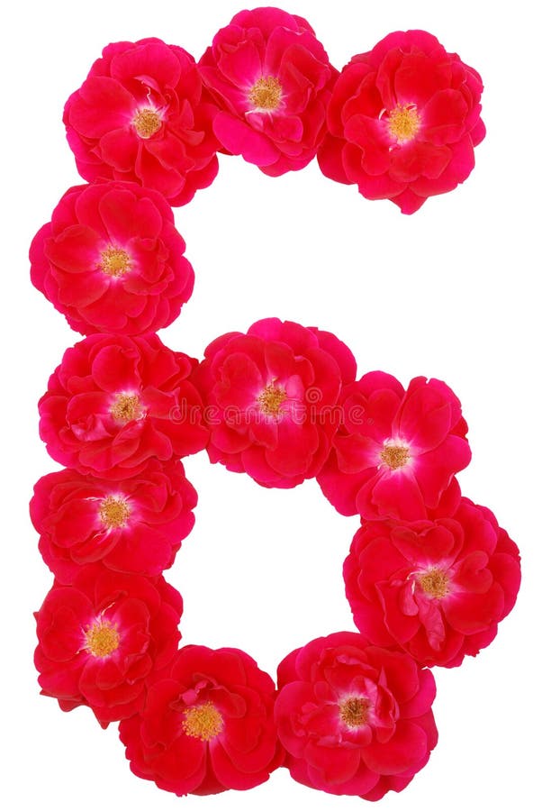 Six roses stock photo. Image of green, gift, romance, leaf - 7085758