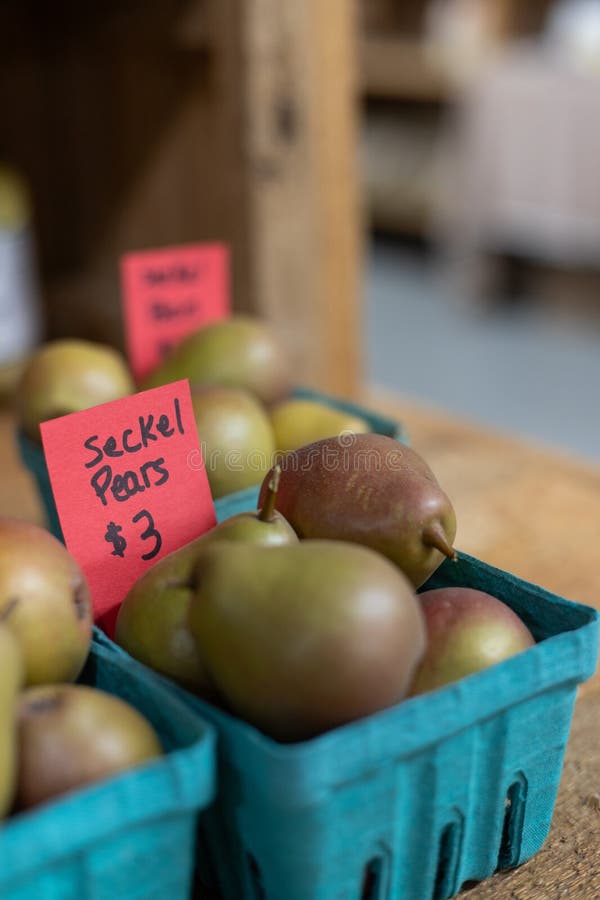 Seckel Pears in Blue Container Stock Photo - Image of seckel, pears ...