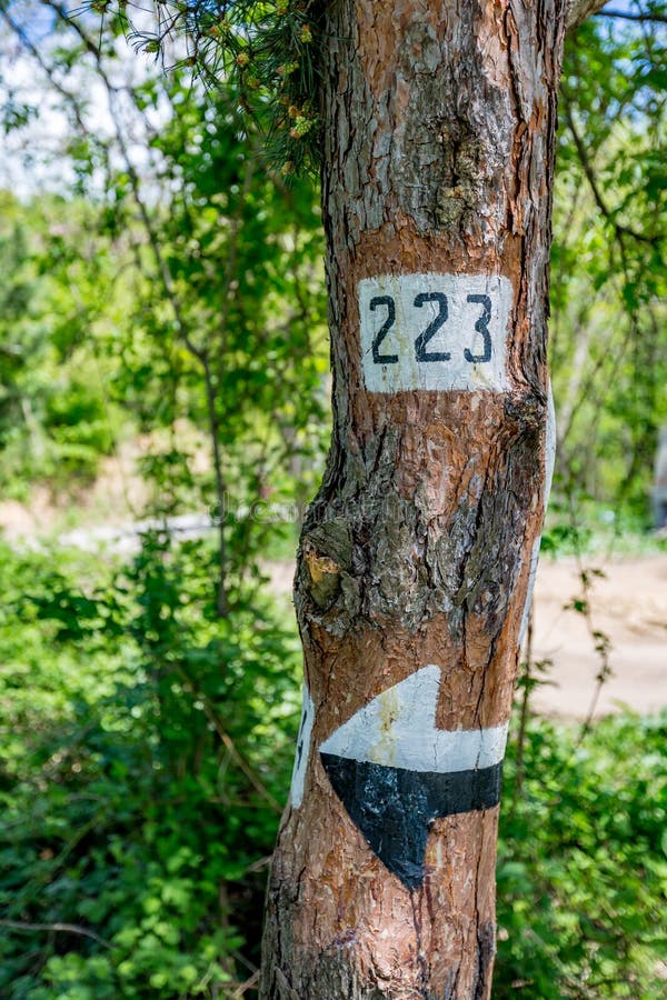 Number 223 on Tree with Black and White Arrow Stock Image - Image of ...