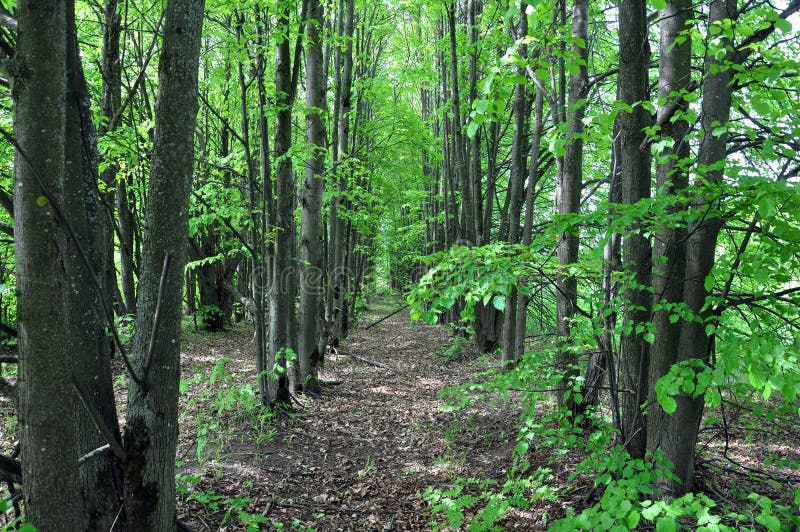 Number of Trees in the Forest in Summer Stock Image - Image of wood ...