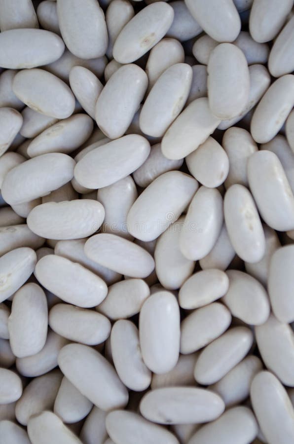 Number of White Small and Long Beans Under the Light - Perfect for ...