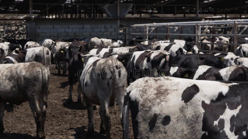 Numbered Cattle in the Livestock Farming Stock Video - Video of cows ...