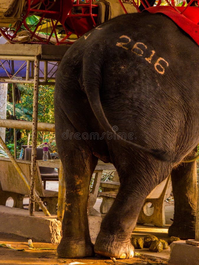 126 Tiger Riding Stock Photos - Free & Royalty-Free Stock Photos from ...