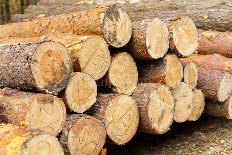 Numbered Log Trunks Stacked in the Forest. Stock Image - Image of ...