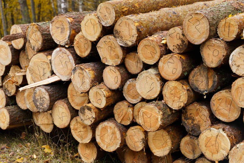 Numbered Log Trunks Stacked in the Forest. Stock Photo - Image of ...