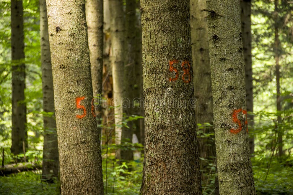 A numbered tree in forest stock photo. Image of sign - 166119984