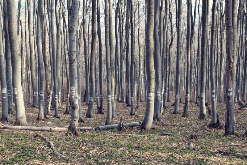 Numbered Trees in a Deciduous Forest in the Mountain Stock Photo ...