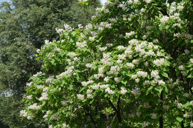 Numberless White Flowers of Catalpa Bignonioides in June Stock Photo ...