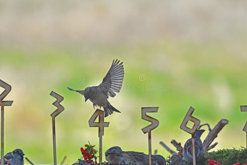 Numbers and House Sparrow(Passer Domesticus Stock Photo - Image of park ...