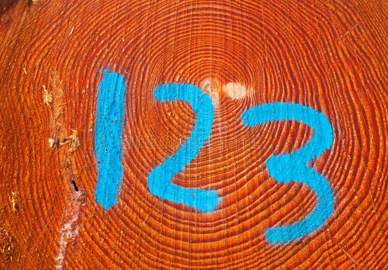 Trunk of a Felled Douglas Fir Stock Photo - Image of trunk, slice: 82815826