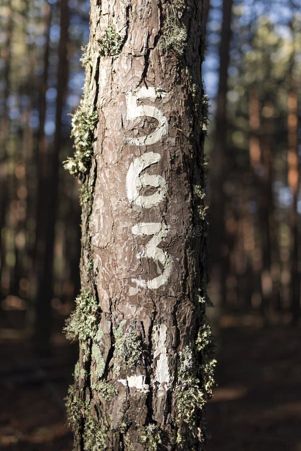 Numbers Painted on the Old Tree Trunk Stock Photo - Image of tree ...