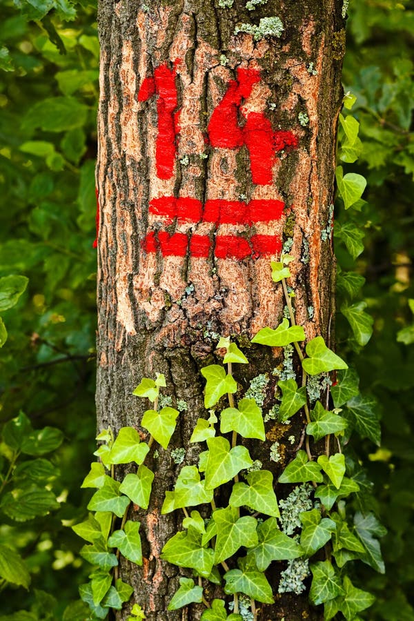 Numbers on trees stock image. Image of trunk, forest - 72828231