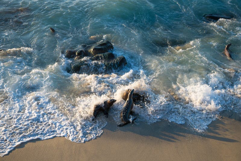 Numbers of Wild Seals Swimming in Sea Waves Stock Photo - Image of ...