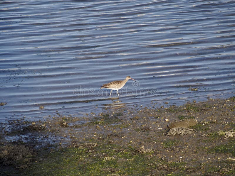 Wulp Met Een Lange Snavel (arquata Numenius) Stock Foto - Afbeelding ...