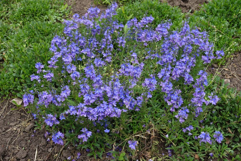 Prostrate Speedwell or Rock Speedwell - Veronica Prostrata Stock Photo ...