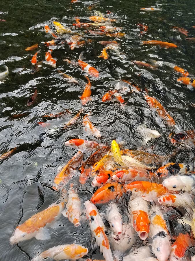 Numerous Colorful and Lively Fish in a Koi Pond Stock Image - Image of ...