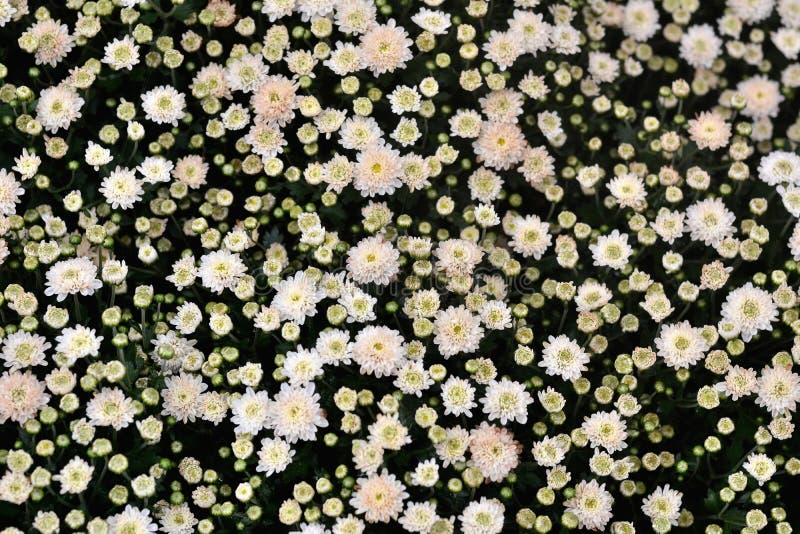 Numerous Daisy Flowers Texture Wallpaper Stock Photo - Image of flora ...