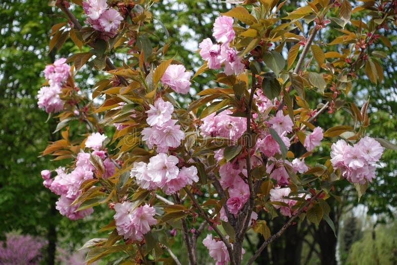 Numerous Double Pink Flowers in the Leafage of Sakura in April Stock ...