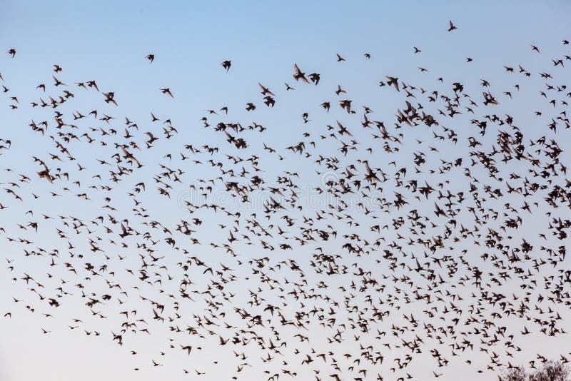 Flock Of Birds Swarming On Blue Sky. Stock Image - Image of swarm ...