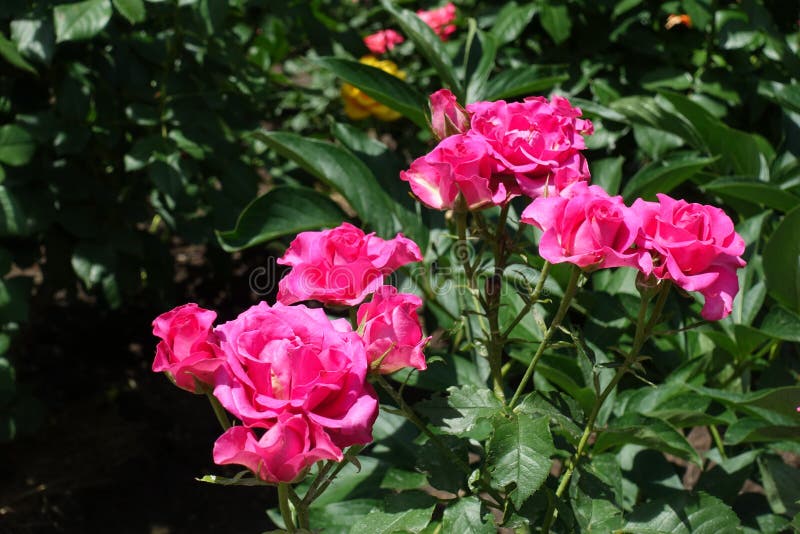 Numerous Magenta-colored Flowers of Roses in June Stock Photo - Image ...