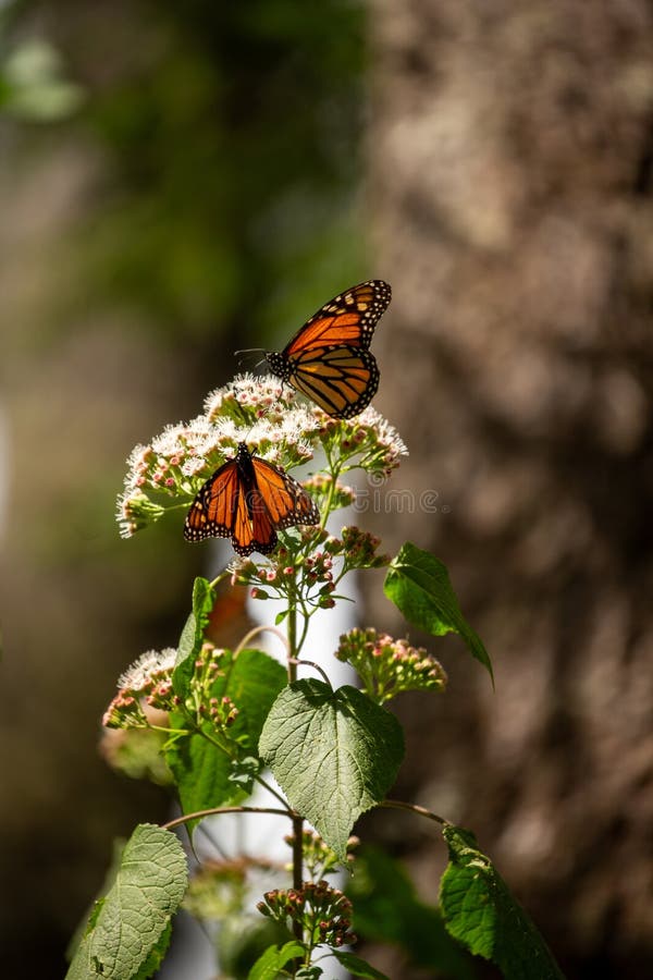 Million of Monarque Butterfly in Mexico Stock Image - Image of pays ...