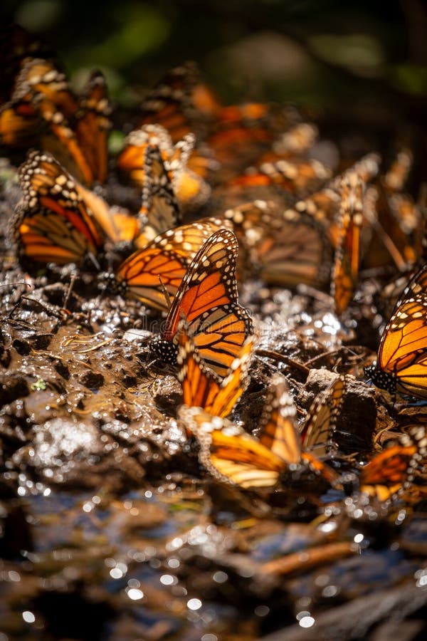 Million of Monarque Butterfly in Mexico Stock Photo - Image of ...