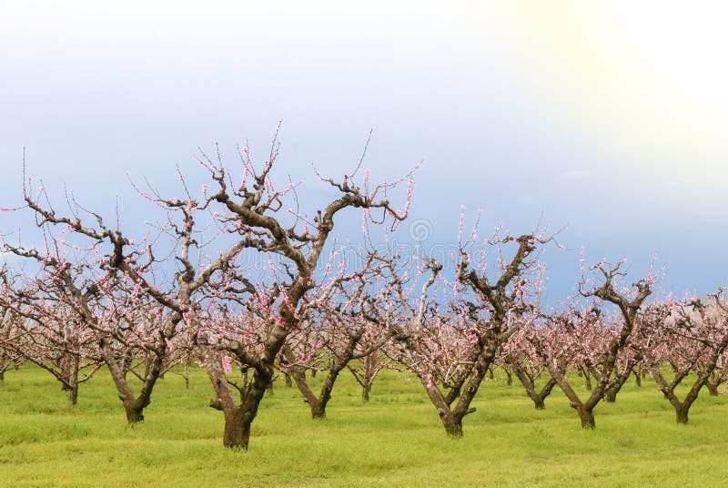 Old peach tree stock image. Image of autumn, green, pink - 13851687