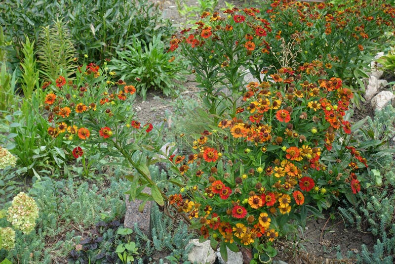Numerous Red and Orange Flowers of Helenium Autumnale in August Stock ...