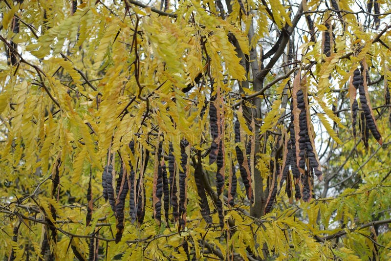 Seed Pods of Honey Locust in October Stock Image - Image of colorful ...