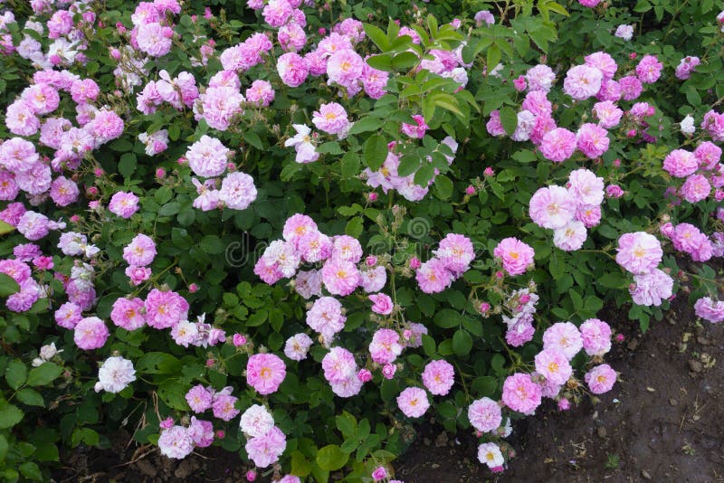 Numerous Small Pink Flowers of Rose Stock Photo - Image of leaflets ...