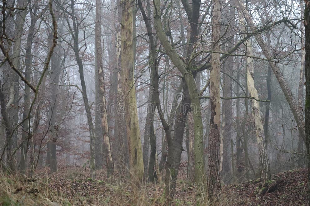 Paradise of the Bark Beetles Stock Photo - Image of partially, forest ...