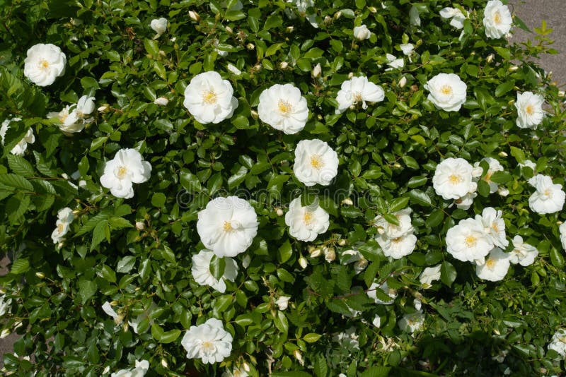 Numerous White Semi-double Flowers of Roses in May Stock Image - Image ...