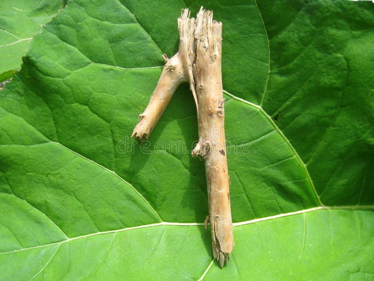 Nummer ett (1) arkivfoto. Bild av utanför, löv, vägg - 31913894