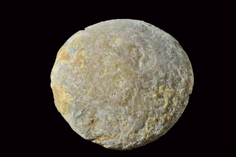 Eocene limestone stock photo. Image of tertiary, etic - 70941828
