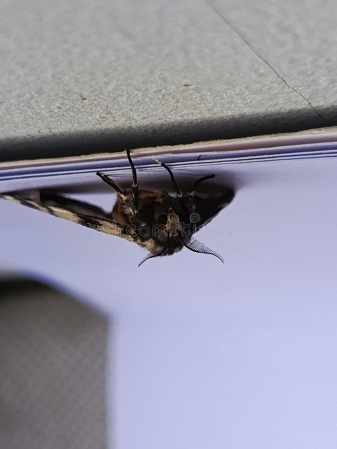 Nun moth stock image. Image of moth, landed, animal - 360839571