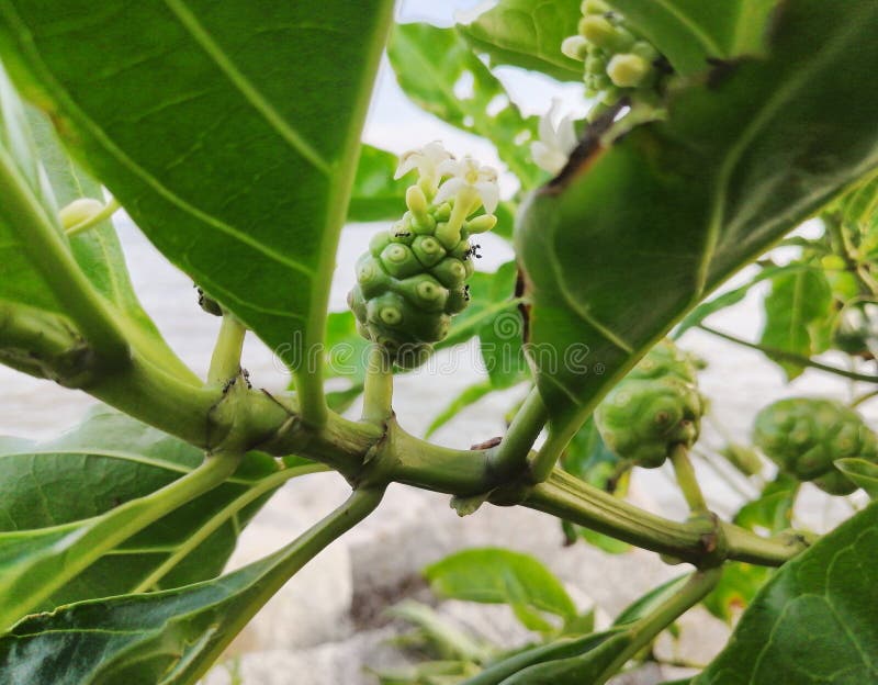 Nuna Fruit Flowers Green Plant Stock Image - Image of green, fruit ...