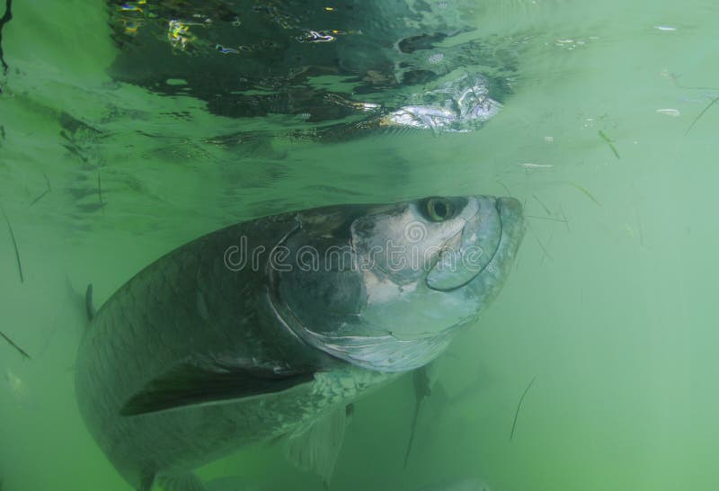 Pesci Del Tarpone E Nuoto Dei Pesci Del Jack Immagine Stock - Immagine ...
