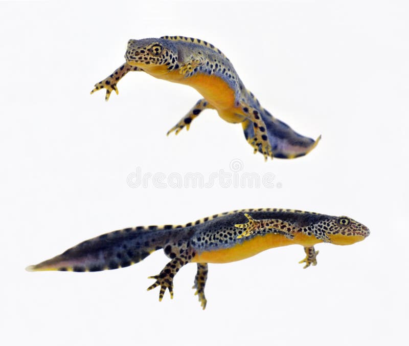 Nuoto Di Tritoni Isolato Su Bianco Immagine Stock - Immagine di isolato ...