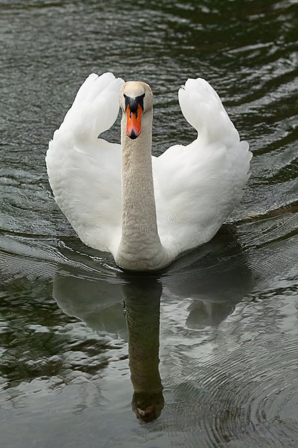 Nuoto Maschio Del Cigno Muto Immagine Stock - Immagine di cigno, natura ...