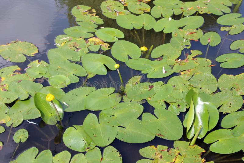 Nuphar Lutea Grows in a Pond with a Slow Current Stock Photo - Image of ...