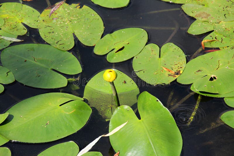 Nuphar Lutea Grows in a Pond with a Slow Current Stock Photo - Image of ...