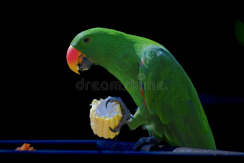 2,471 Tavalı Bayan Stock Photos - Free & Royalty-Free Stock Photos from ...