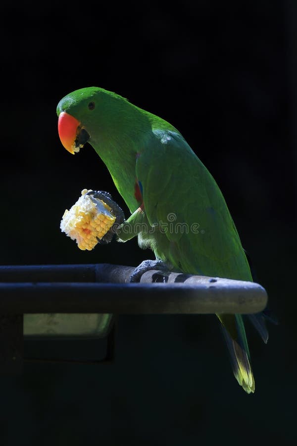 Nuri Bayan or Parrot (Eclectus Roratus) is a Medium-sized Bird Stock ...