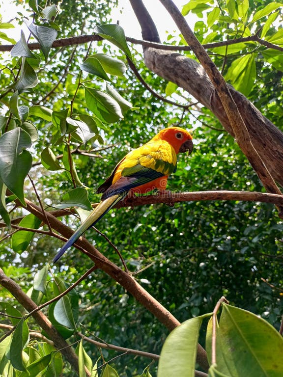 Nuri, the Rainbow Bird stock photo. Image of forest - 267110588